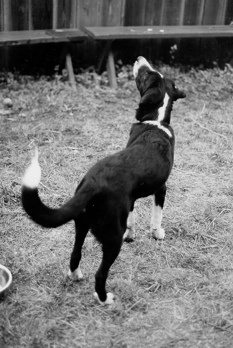 Dogs With An Unhealthy Fear of Storms and Loud Noises - Whole Dog Journal