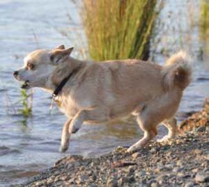 Your Guide to Dog Facial Expressions - Whole Dog Journal