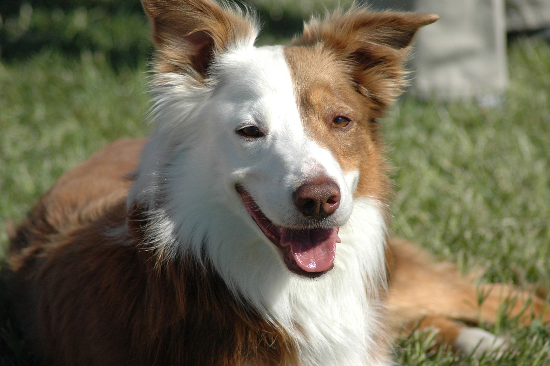 Walking in Sunshine - Whole Dog Journal