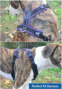 Finding the Best Front Clip Dog Harness - Whole Dog Journal