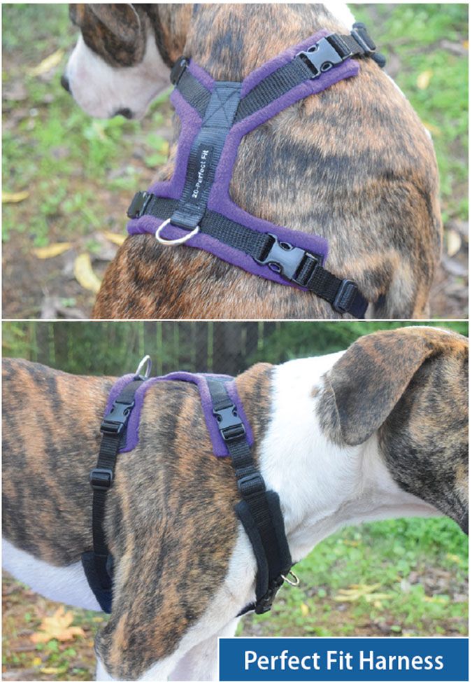 Finding the Best Front Clip Dog Harness - Whole Dog Journal