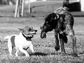 Teaching Your Puppy Critical Social Skills - Whole Dog Journal