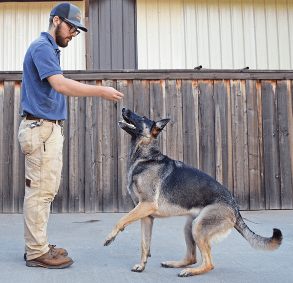 How to Teach Verbal Cues - Whole Dog Journal