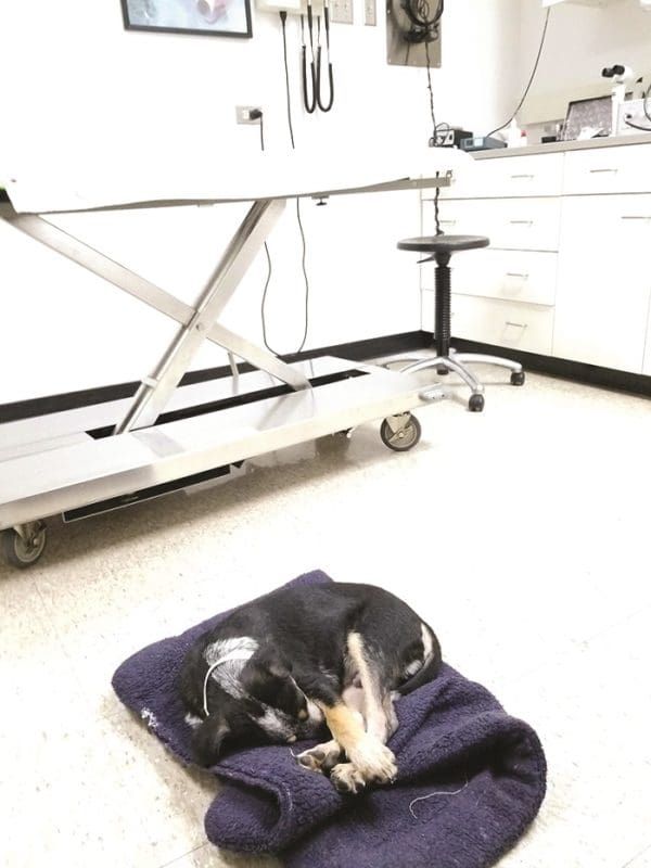 Fear Free Veterinary Care - Whole Dog Journal