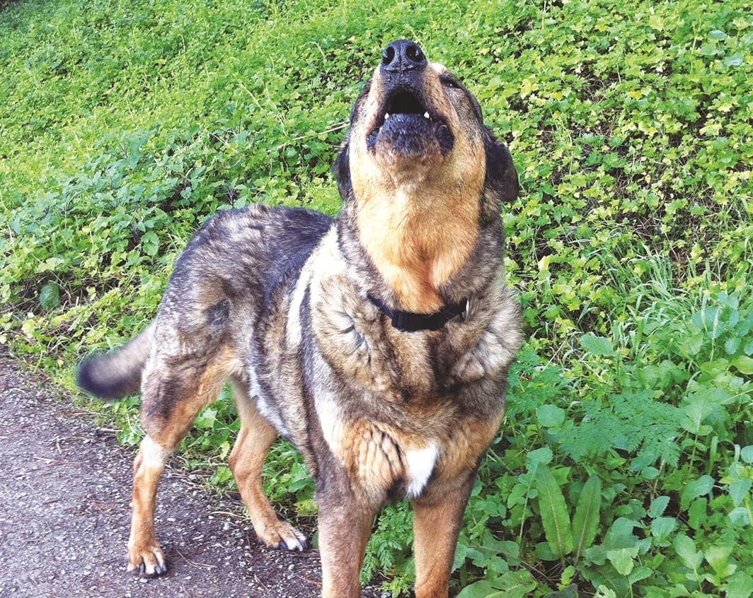 Quality of Life for Your Dog and You - Whole Dog Journal