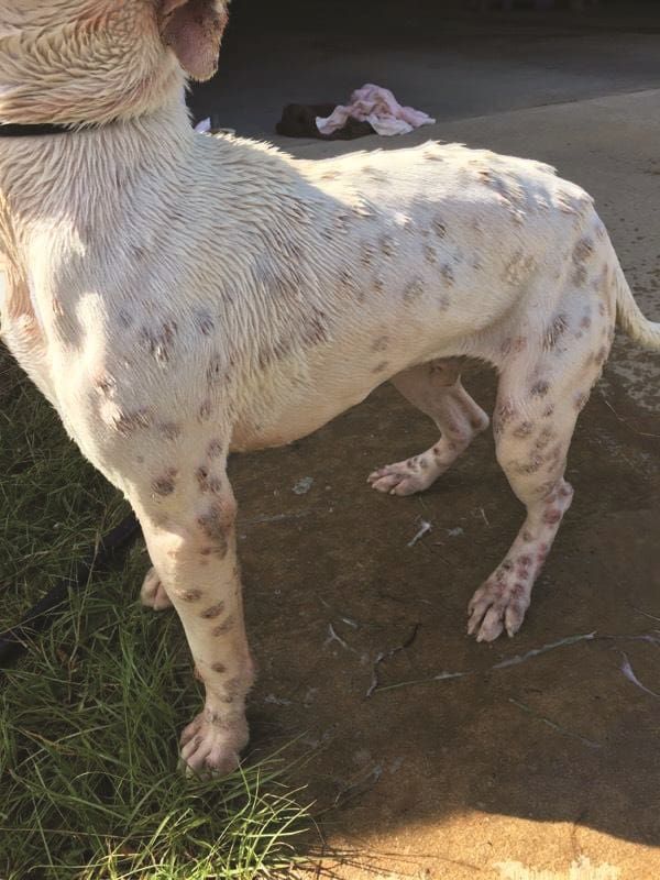 Coccidioidomycosis: A Southwestern Hazard - Whole Dog Journal