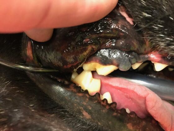 Canine Melanoma Whole Dog Journal