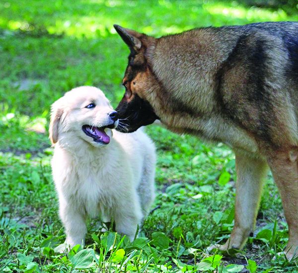 Infection vs. Isolation Risks with Your Puppy - Whole Dog Journal