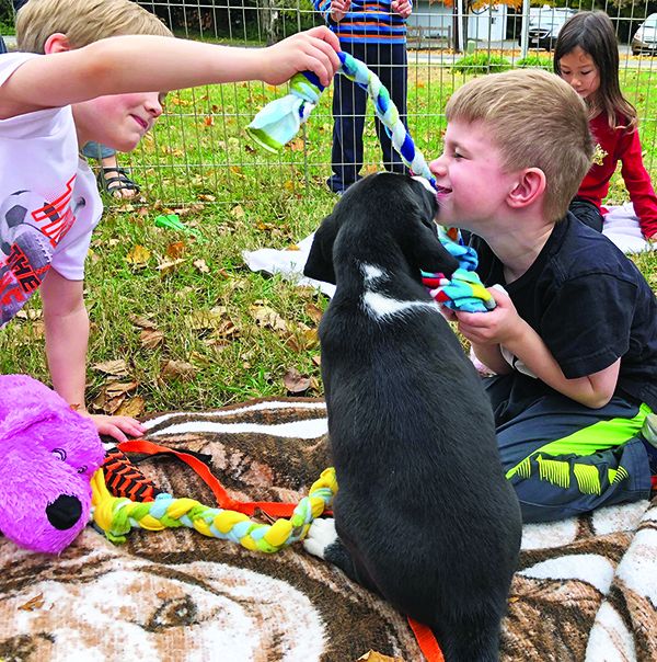 Infection vs. Isolation Risks with Your Puppy - Whole Dog Journal