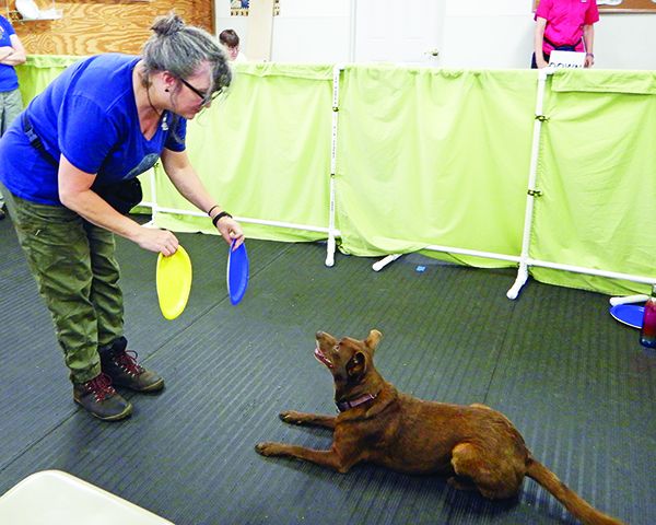 How to Engage Your Dog's Brain When Activity is Restricted - Whole Dog ...
