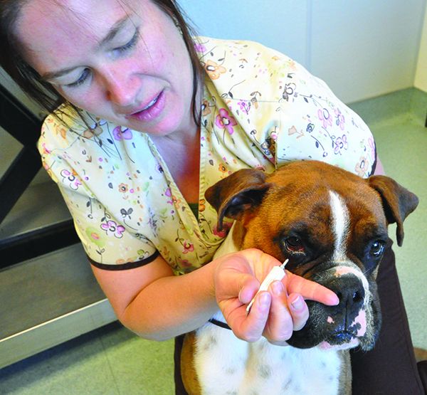 Dog Tear Stains: What You Should Know - Whole Dog Journal