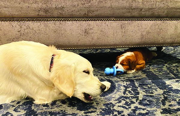 5 Tips for Introducing a New Puppy to your Dog - Whole Dog Journal