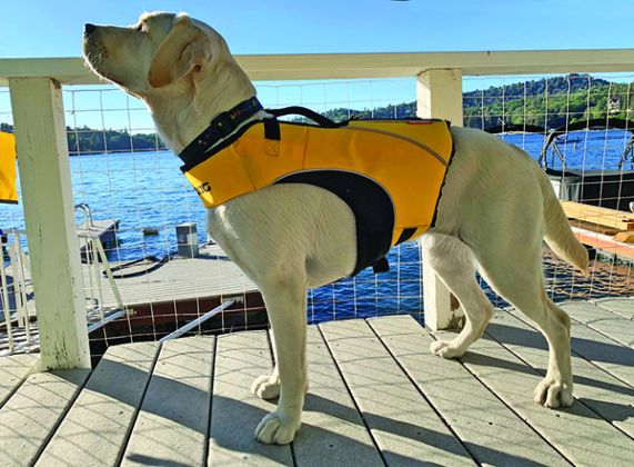 Dog Life Jacket Review - Whole Dog Journal