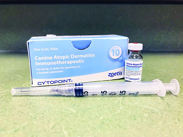 Dog Allergy Medicine | Cytopoint vs Apoquel