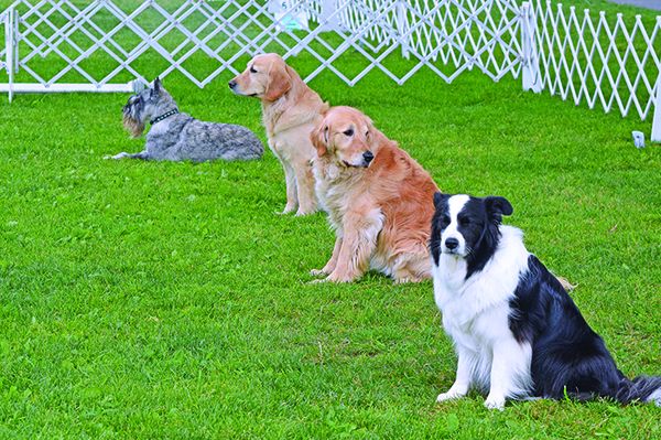 What To Do When Your Dog Has a Seizure | Dog Seizure Protocol