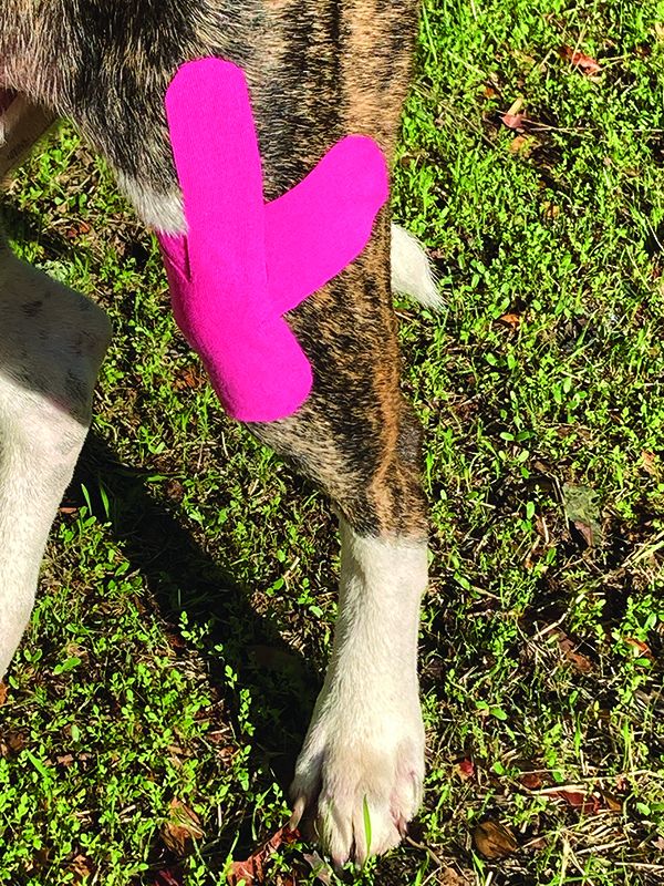 Using Kinesiology Tape On Your Dog - Whole Dog Journal