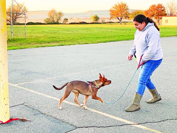 How to Teach a Dog Recall | Dog Recall Training