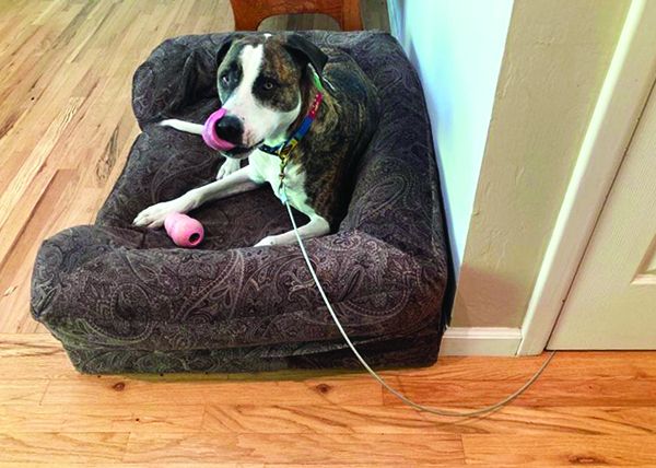 Dog Crate Alternatives | Indoor Dogs Gates, Tethers, and More
