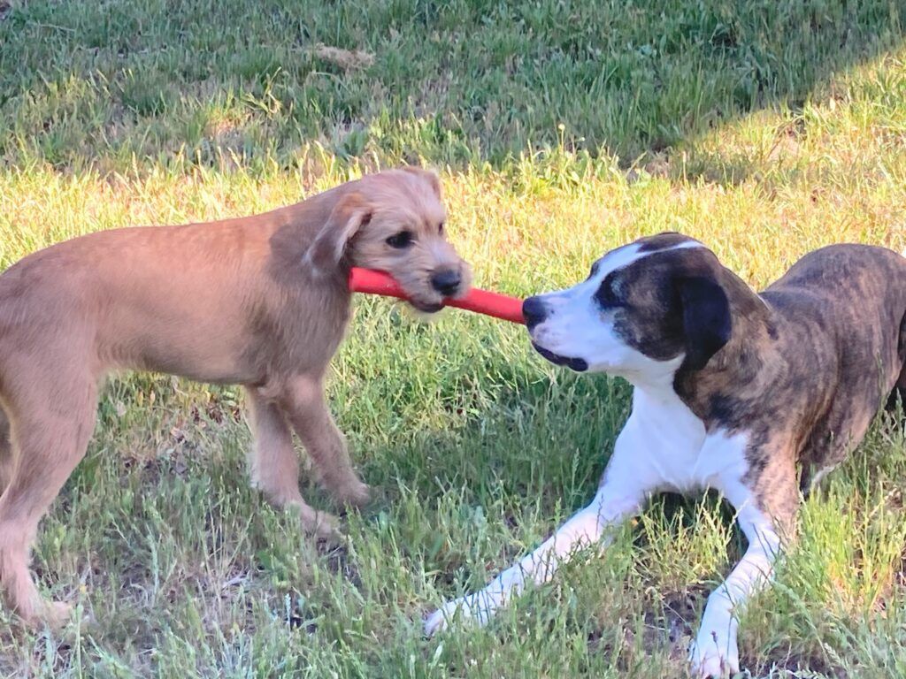Safe Stick Toys | Stick Toys for Dogs