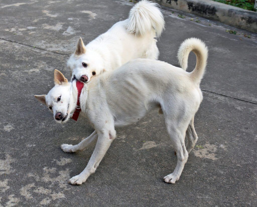 5 Things I Would Never Do With My Dogs - Whole Dog Journal