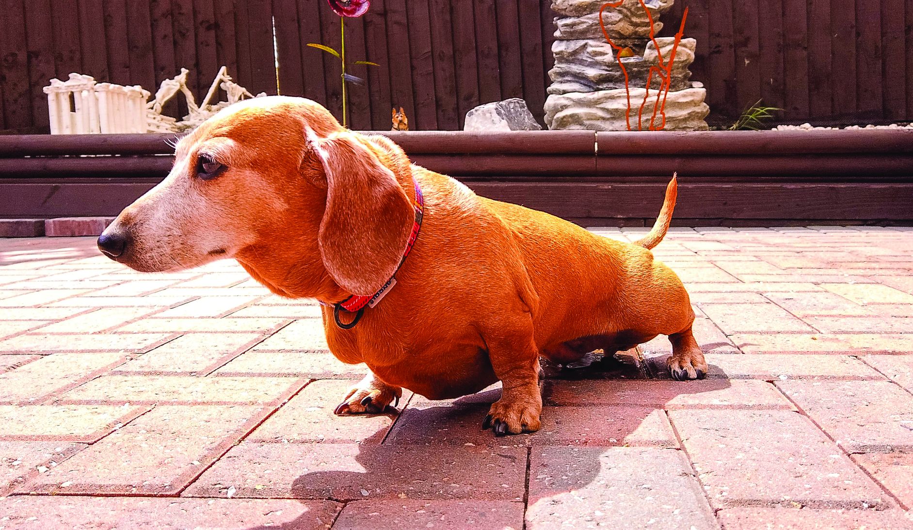 All About UTIs in Dogs - Whole Dog Journal