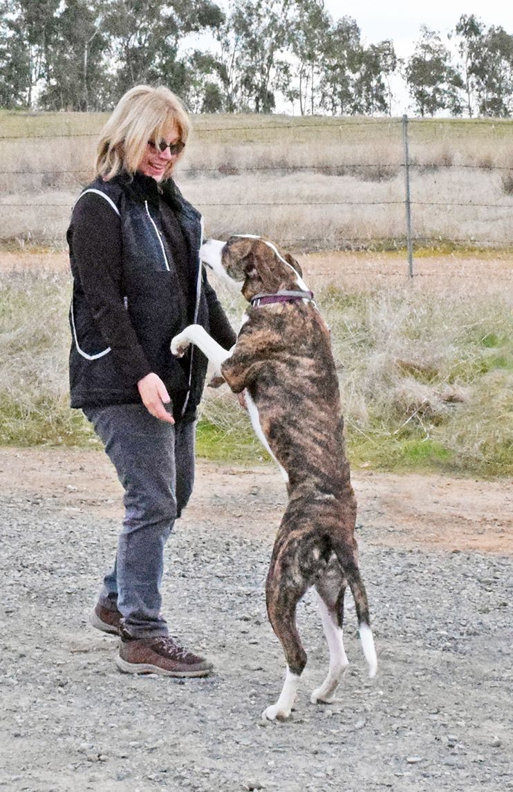 How to Stop Your Dog From Jumping on People - Whole Dog Journal