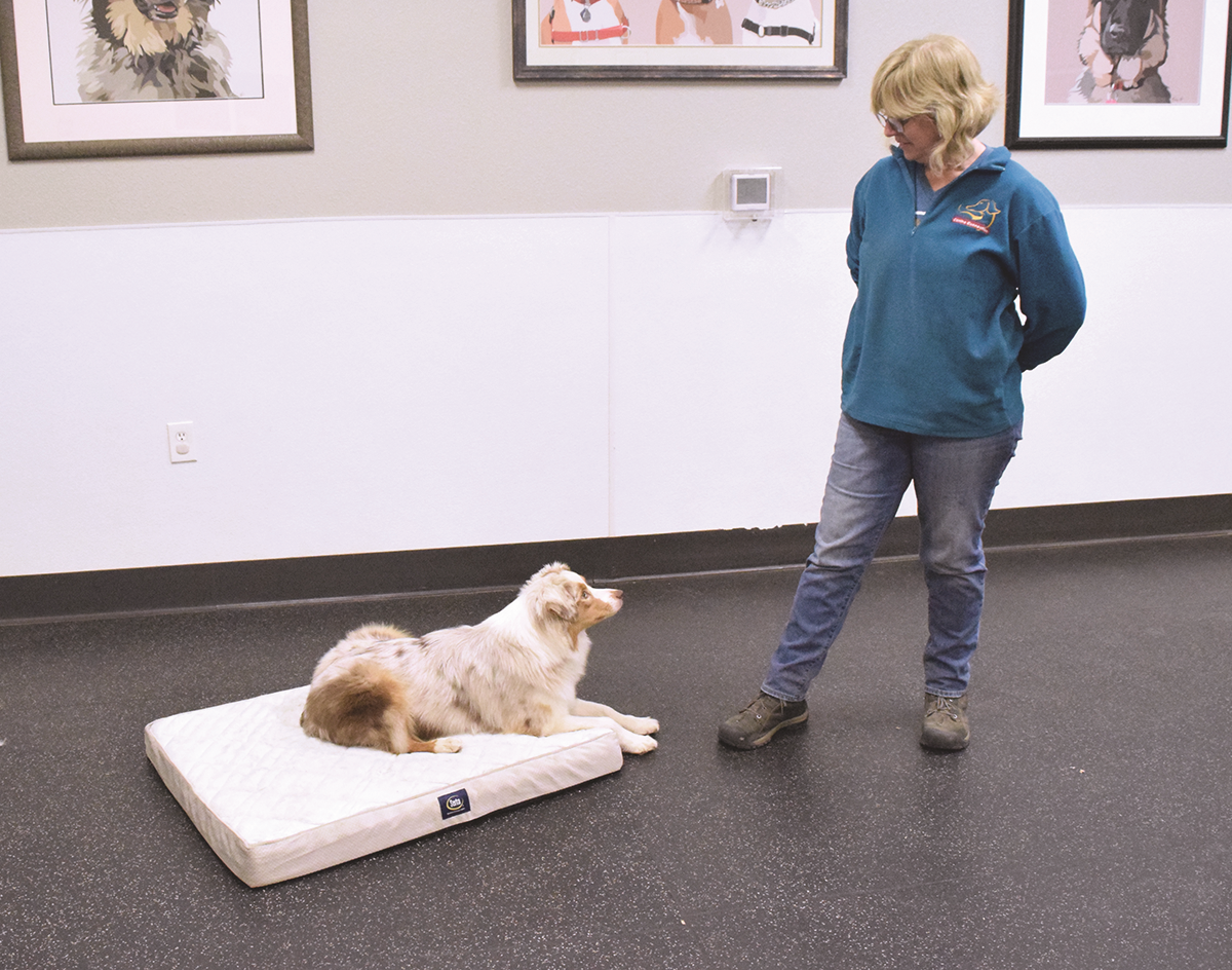 How to Teach a Dog to Stay - Whole Dog Journal