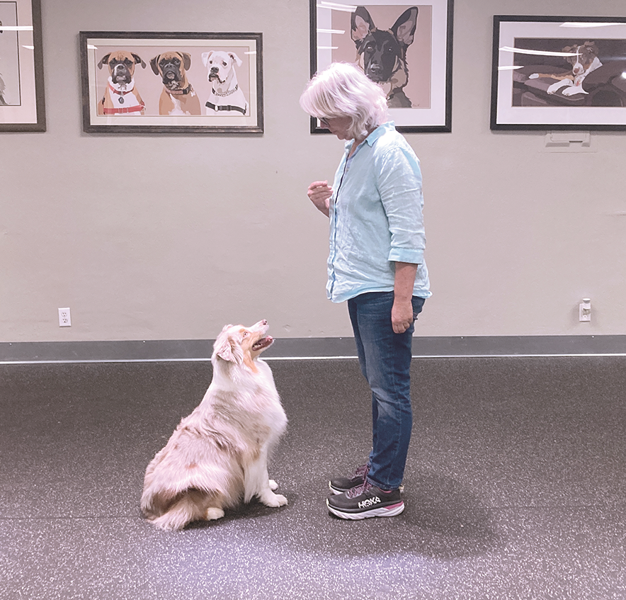 How to Teach a Dog to Stay - Whole Dog Journal