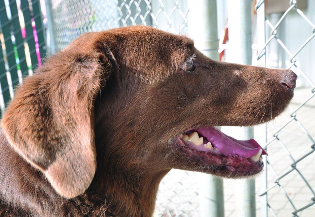 Healthy Dog Gums vs Unhealthy Dog Gums | Whole Dog Journal