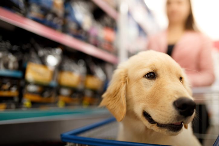 What is Parvo in Dogs | Parvo Symptoms