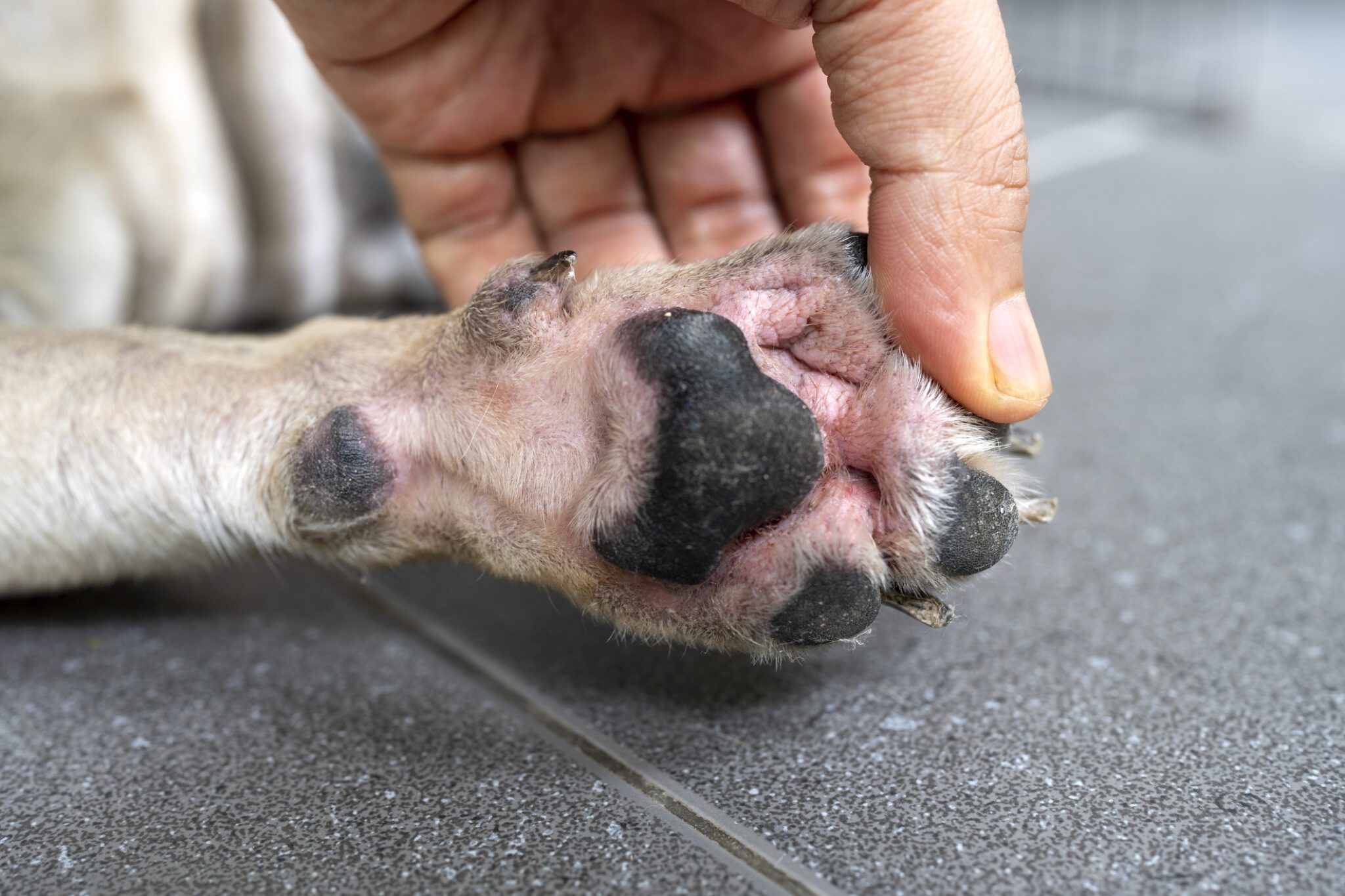 Pruritic Pododermatitis in Dogs: Seriously Itchy Paws - Whole Dog Journal