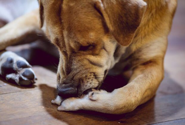 Pruritic Pododermatitis in Dogs: Seriously Itchy Paws - Whole Dog Journal