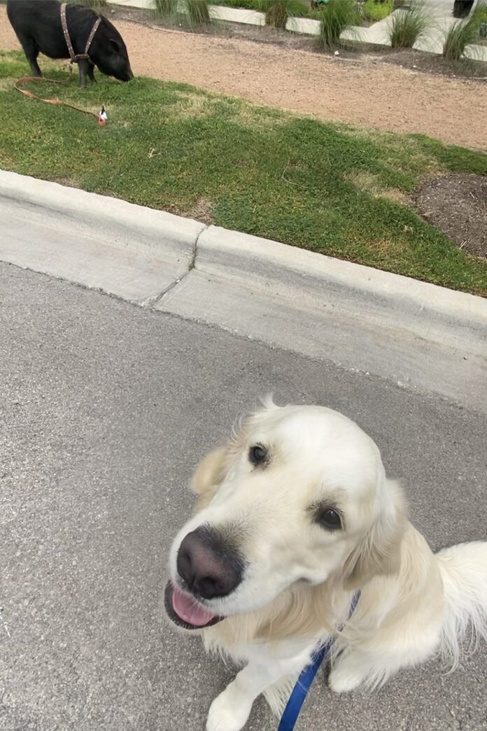 Teach Your Dog to “Leave It” Without Using a Cue - Whole Dog Journal