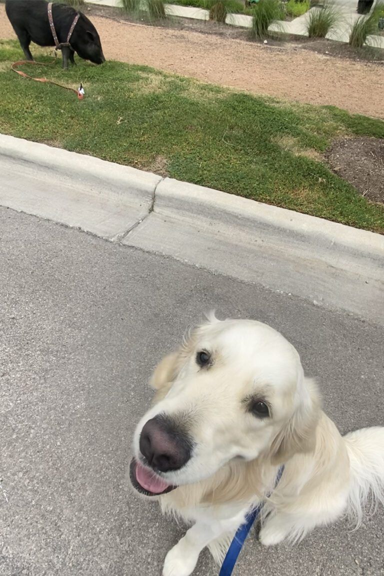 Teach Your Dog to “Leave It” Without Using a Cue - Whole Dog Journal