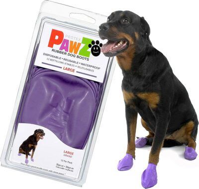 Split or Broken Dog Nails: Treatment and Care - Whole Dog Journal