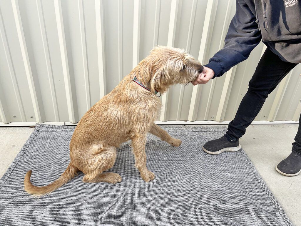 How to Teach Your Dog to Lie Down on Cue - Whole Dog Journal