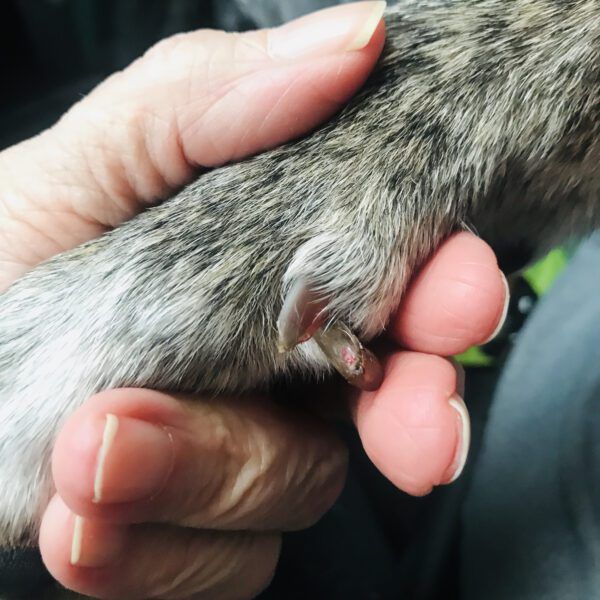 Dew Claw Removal: Are Dew Claws Necessary? - Whole Dog Journal