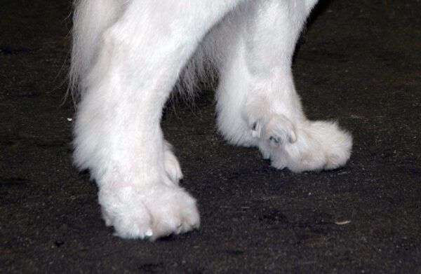 Dew Claw Removal: Are Dew Claws Necessary? - Whole Dog Journal