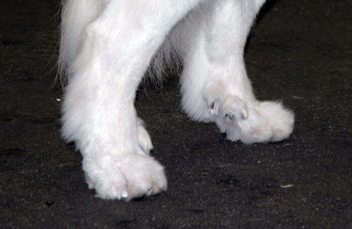 Dew Claw Removal: Are Dew Claws Necessary? - Whole Dog Journal