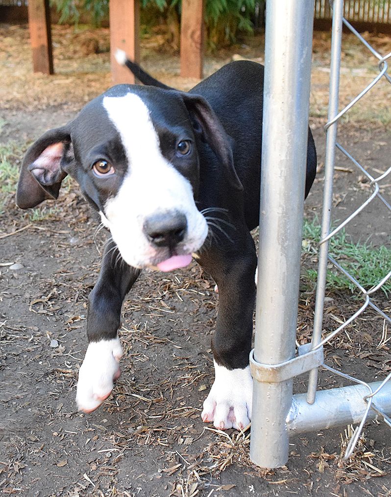 How to Socialize a Puppy - Whole Dog Journal