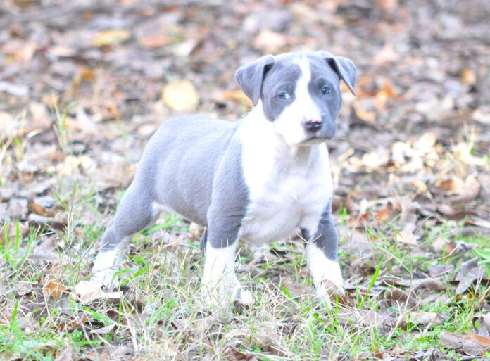How to Socialize a Puppy - Whole Dog Journal