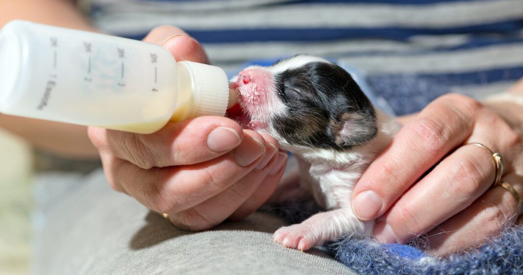 What Is the Runt of the Litter? - Whole Dog Journal