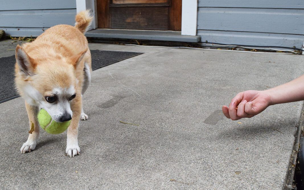 Teach Your Dog to “Leave It” and "Drop it" - Whole Dog Journal