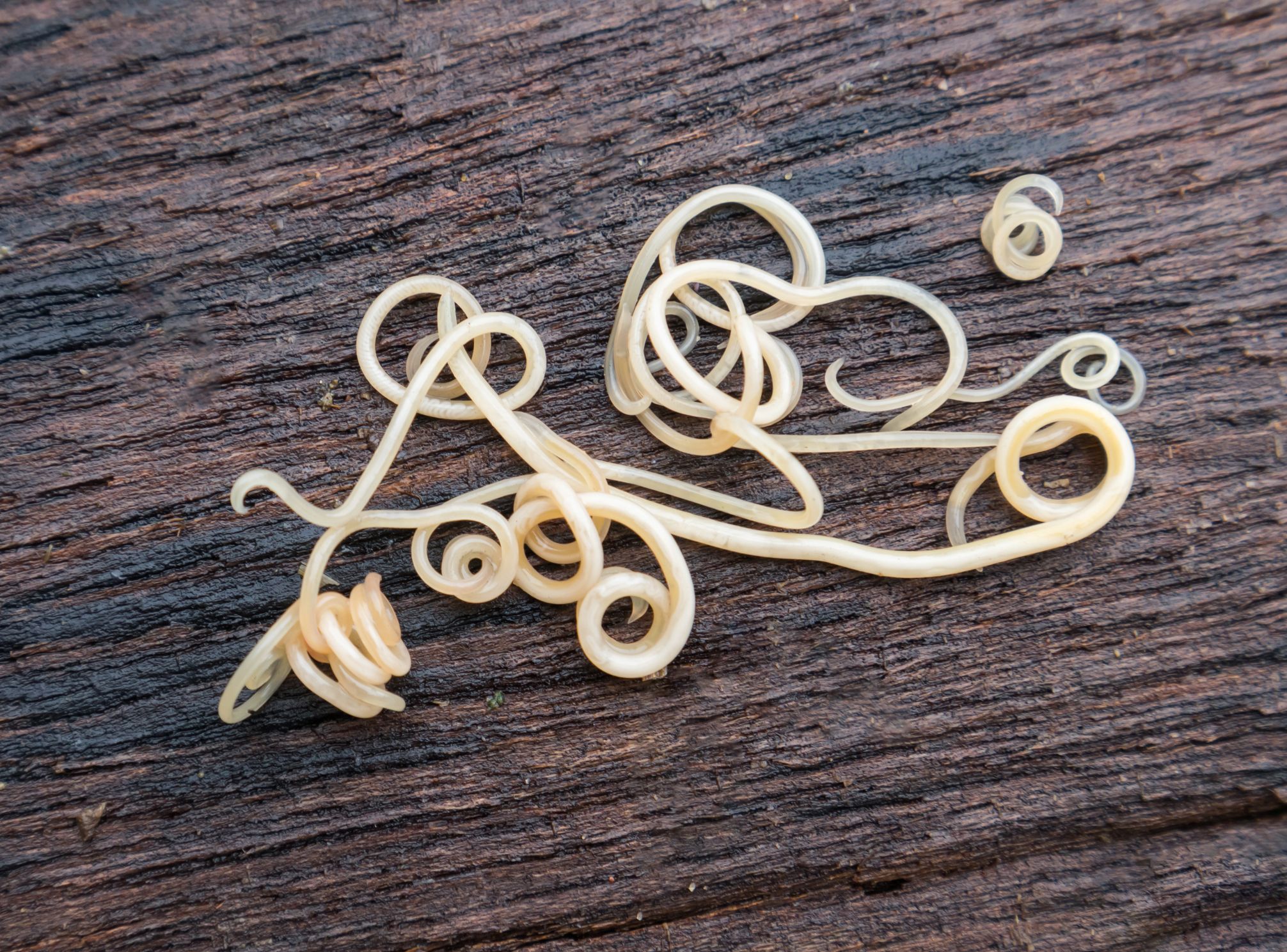 Worms in Dogs - Whole Dog Journal