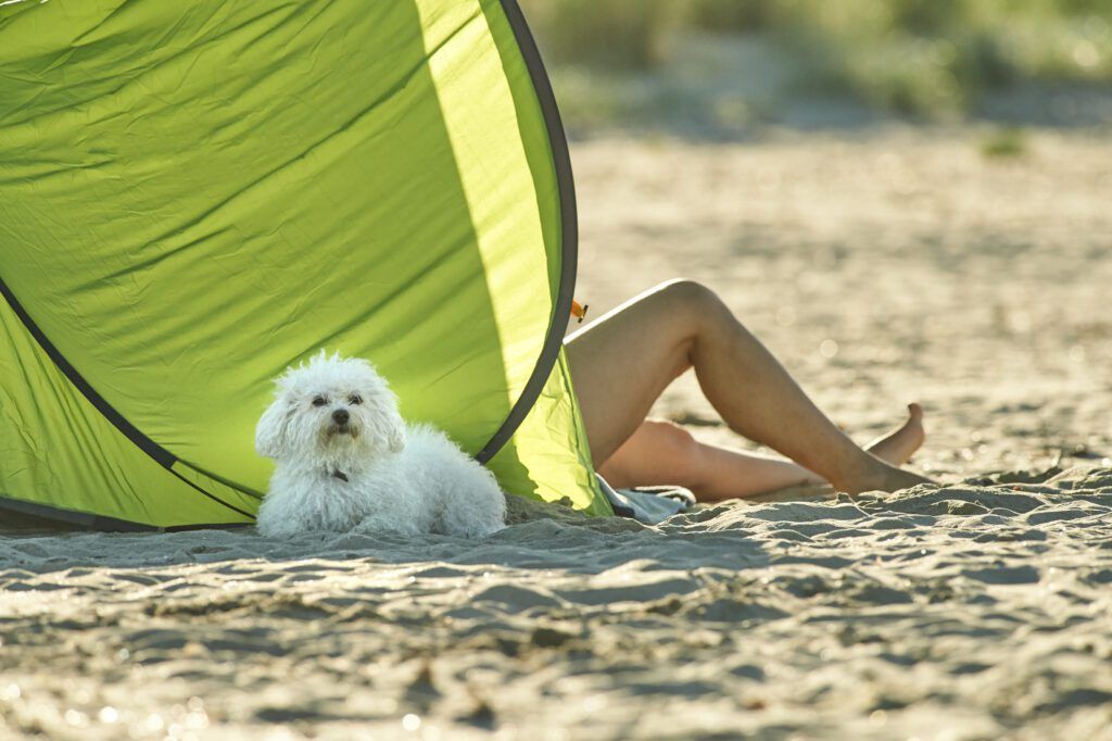 Can Dogs Get Sunburn? - Whole Dog Journal