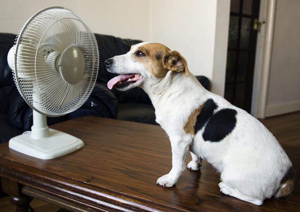 Sound Masking to Help Dogs with a Noise Phobia or Sound Sensitivity ...
