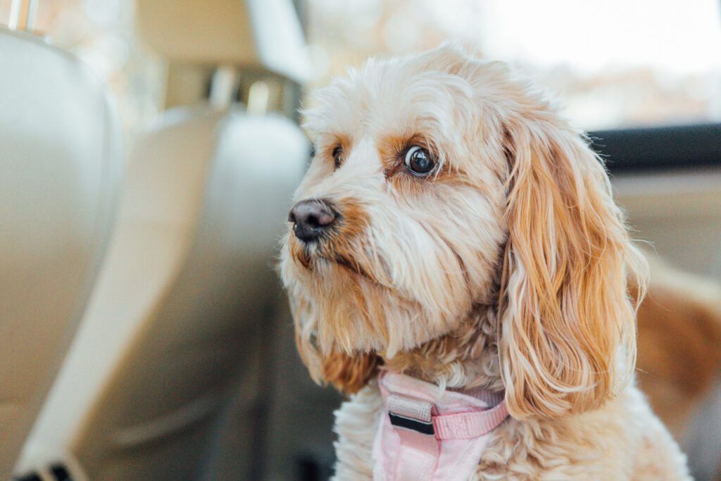 Reading Stressed Dog Body Language - Whole Dog Journal