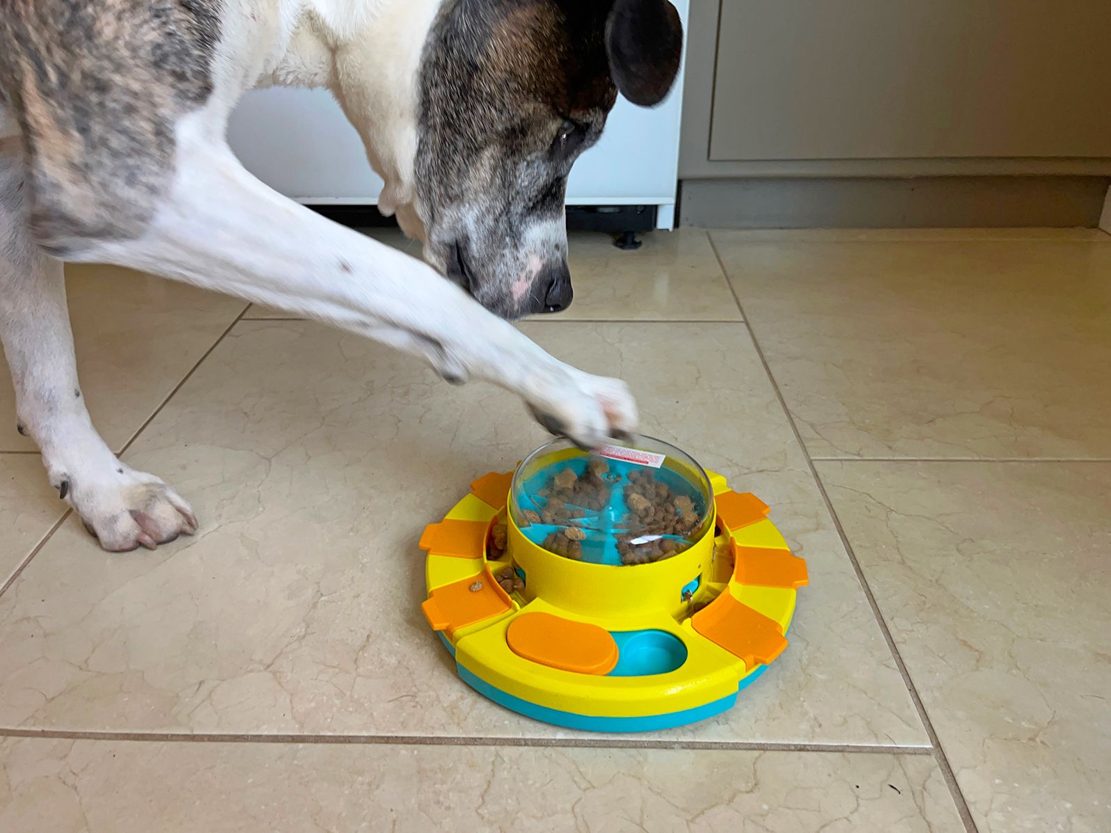 The Best Dog Puzzle Toys - Whole Dog Journal