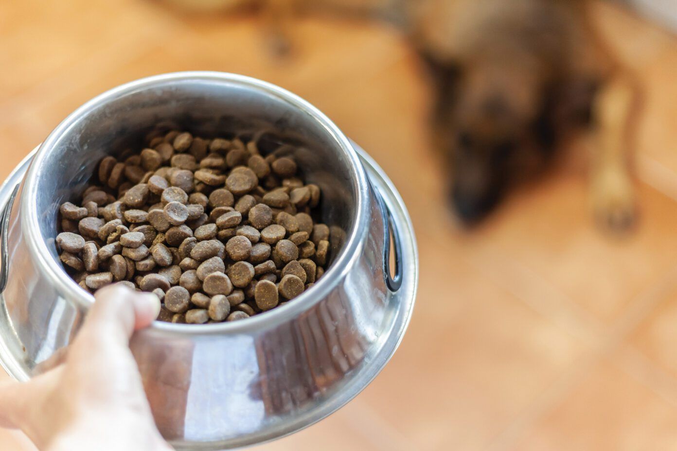 Best Dry Dog Food | 2025 Dog Food Review