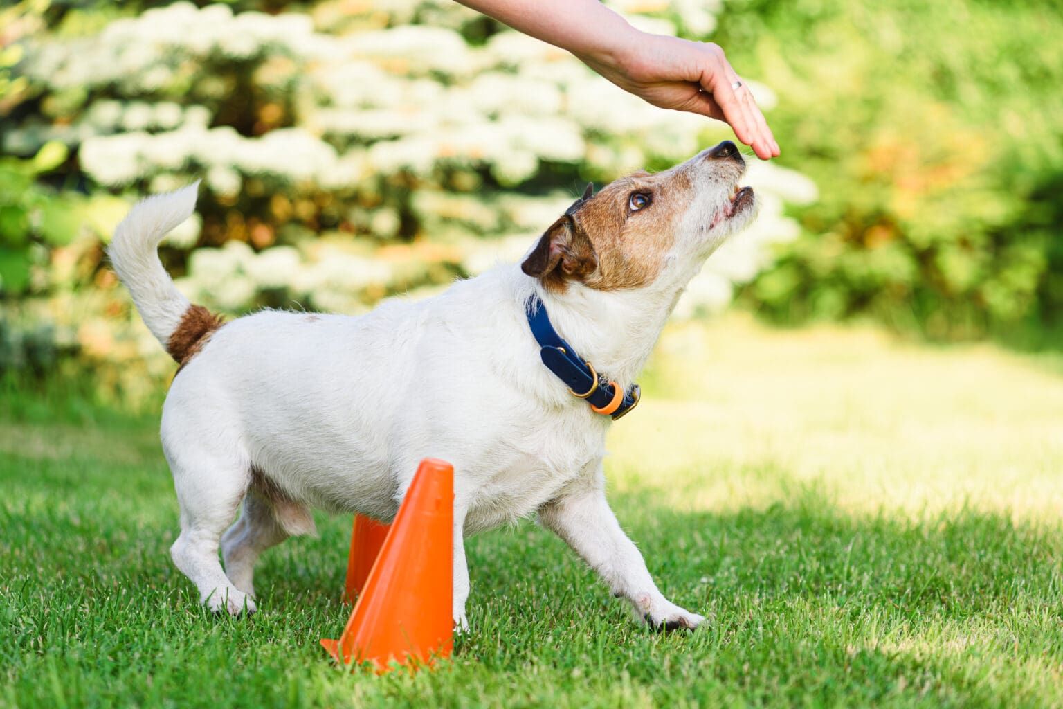 5 Easy Tricks to Teach Your Dog - Whole Dog Journal
